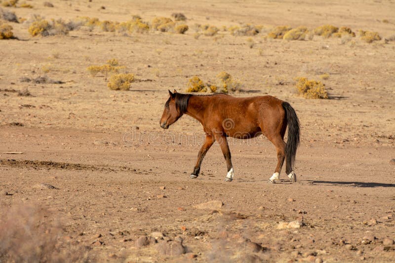 Brown Wild Mustang in the Desert Stock Photo - Image of walking ...