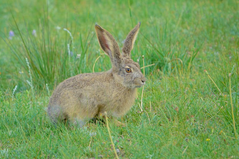 Wild rabbit stock image. Image of animals, long, grassland - 122597129