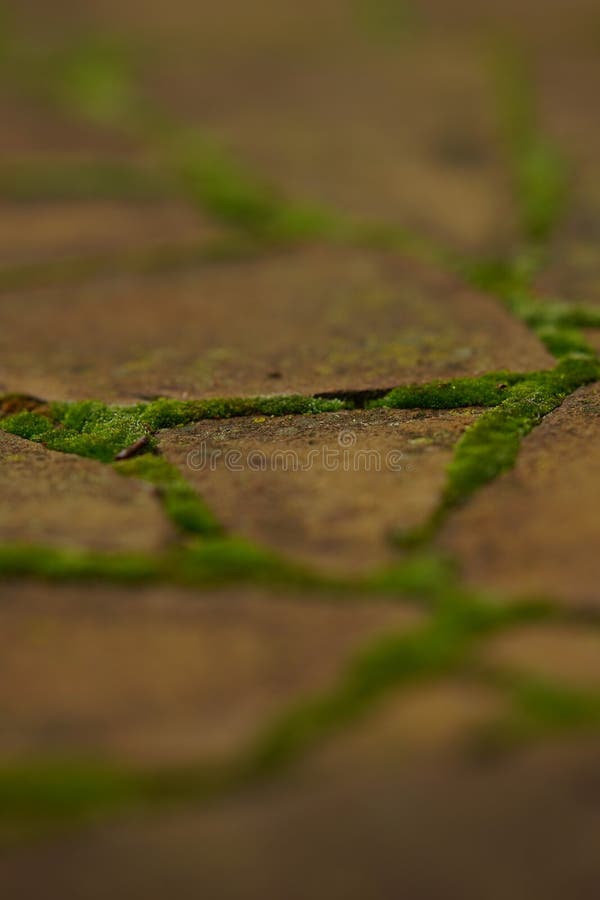 Brown Wild Stone Pavement with Green Moss in the Seams Stock Image ...