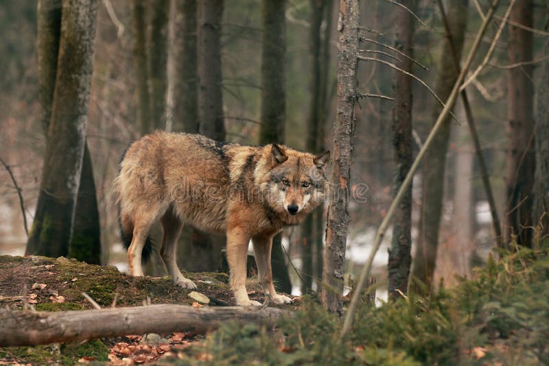 Brown wildlife Wolf stock photo. Image of carnivore, pawed - 35754682