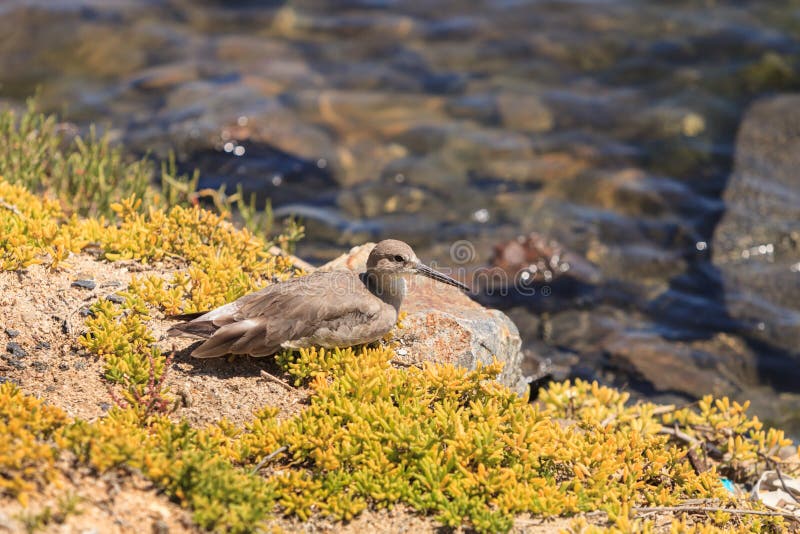 Brown Willet Shore Bird, Tringa Semipalmata Stock Photo - Image of buff ...