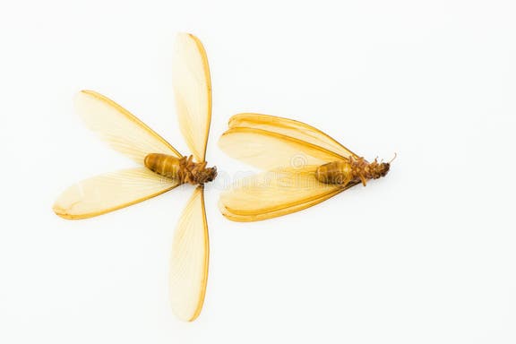 Brown Winged Termite (alate) Isolated on White Background. Stock Image ...