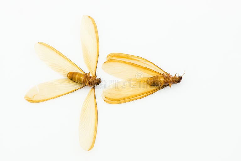 Brown Winged Termite (alate) Isolated on White Background. Stock Image ...