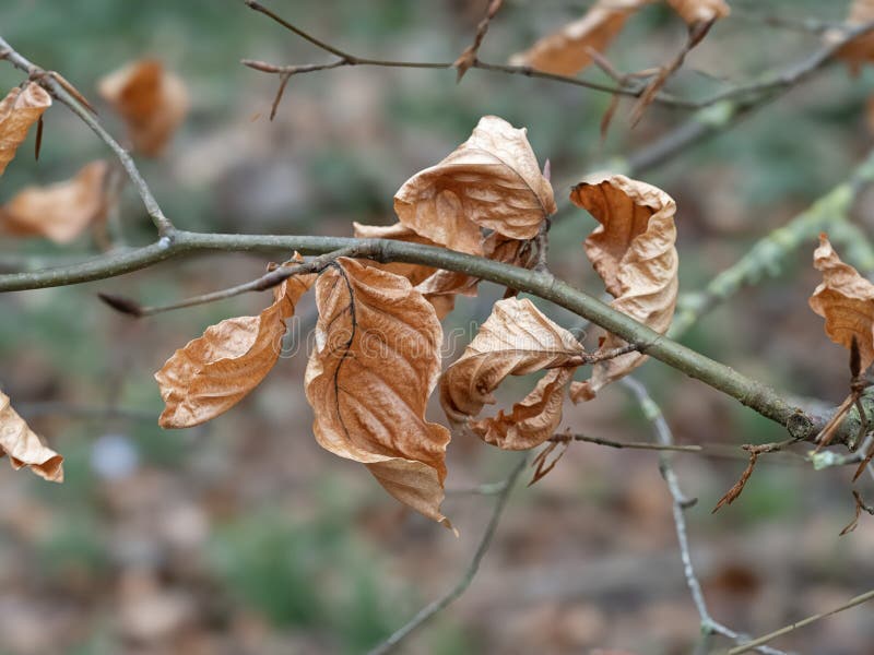 Brown Winter Beech Tree Leaves on a Tree Branch Stock Image - Image of ...