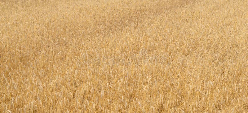 Brown Withered Wheat with Visible Details. Background Stock Photo ...