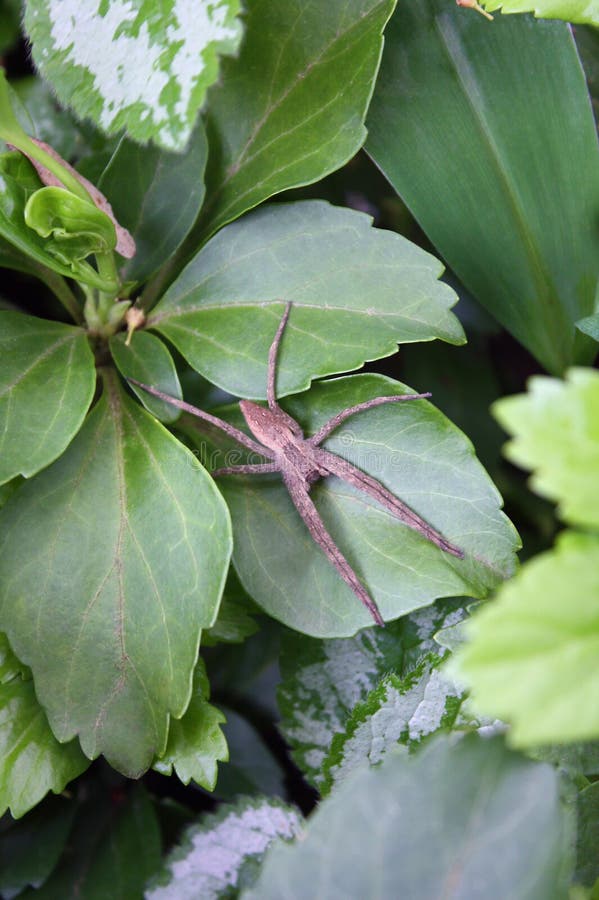Brown Wolf Spider among Ground Vegetation Stock Image - Image of ground ...