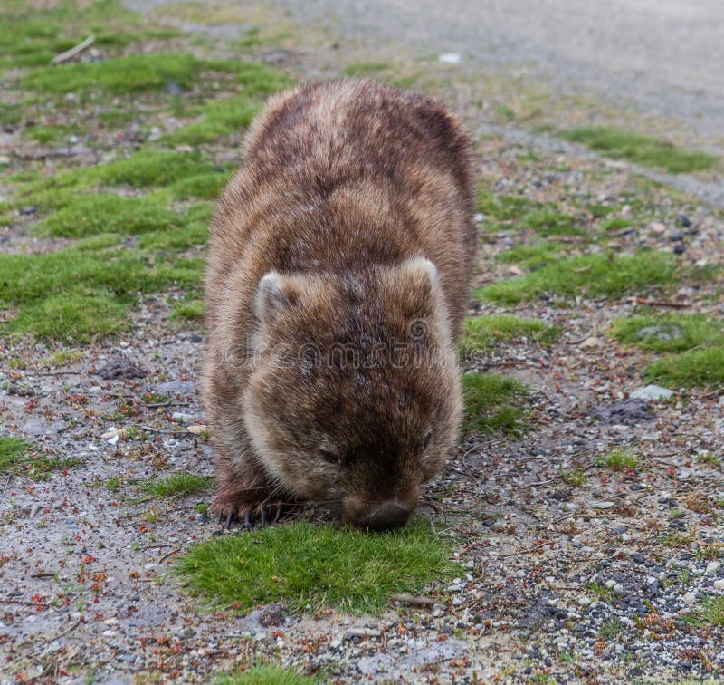 Brown Wombat Eating Grass in Tasmania Stock Image - Image of australia ...