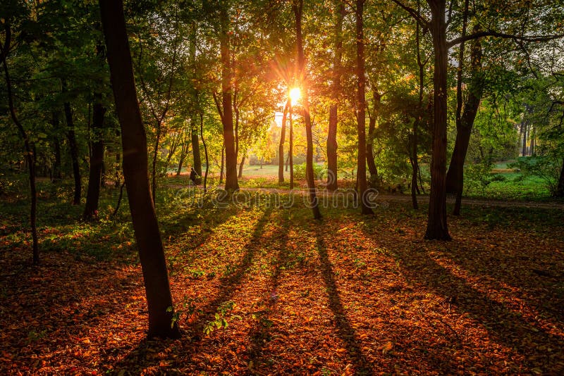 Brown and Wonderful Forest in the Autumn in Poland Stock Photo - Image ...
