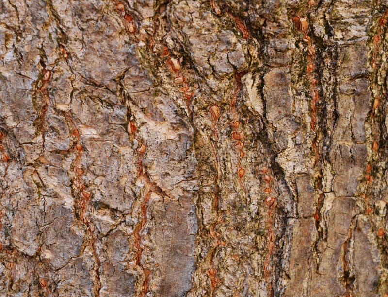 Brown bark for background stock image. Image of texture - 108139501