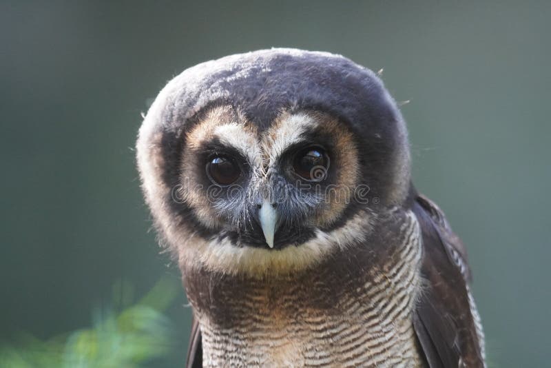 Brown wood owl looking out stock image. Image of cute - 261255877