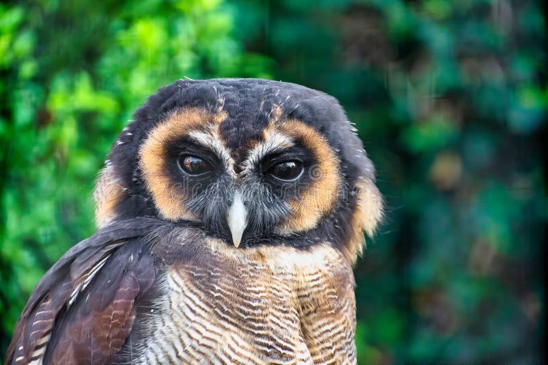 Brown Wood Owl stock photo. Image of bird, raptor, wildlife - 165686790