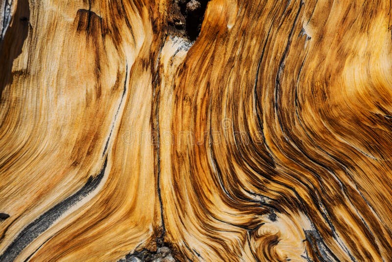 106 Cortex Layers Stock Photos - Free & Royalty-Free Stock Photos from ...