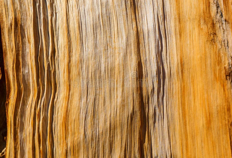 Wood texture stock photo. Image of board, horizontal - 230239692