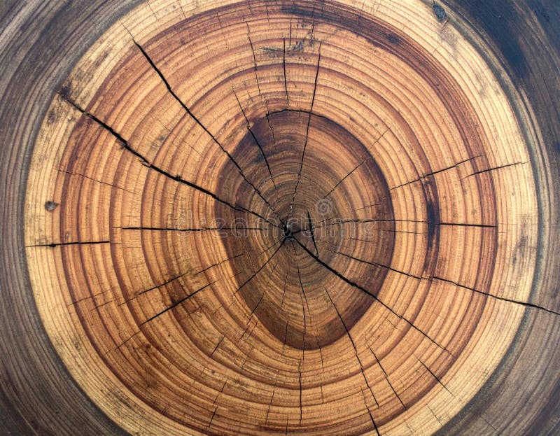 Brown Wood Texture with Concentric Rings Stock Illustration ...