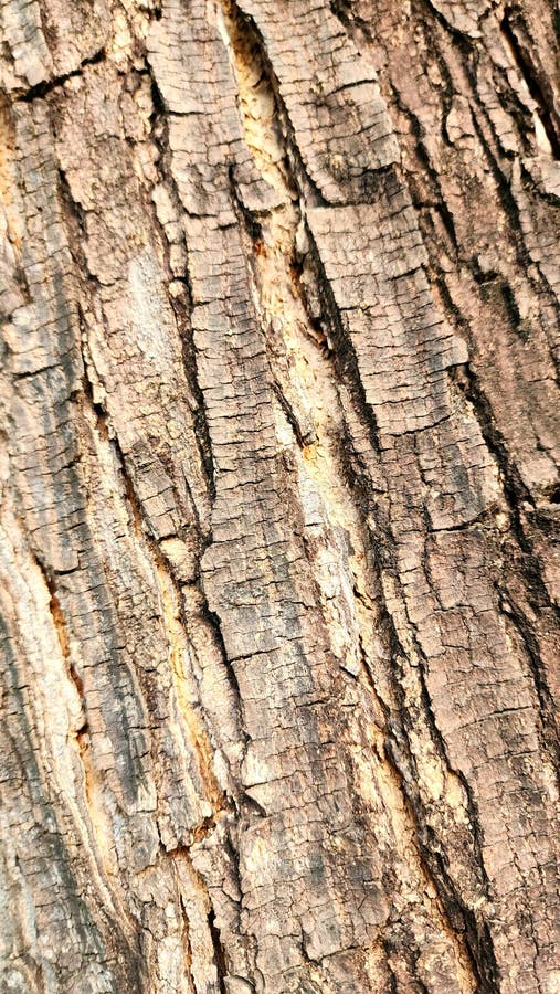 Brown Wood Tree Trunk Bark Texture Stock Image - Image of wood, texture ...