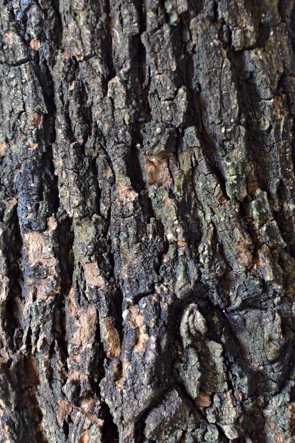 Brown wood trunk texture stock photo. Image of trunk - 187252514