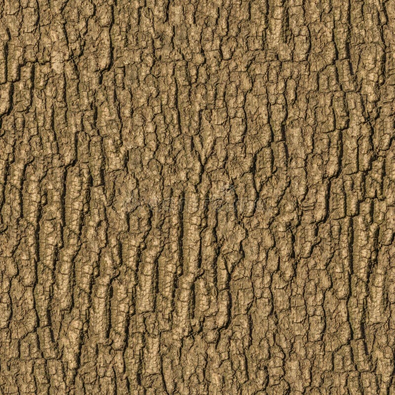 Oak Bark. Seamless Texture. Stock Photo - Image of rough, pattern: 29779800