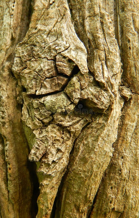 Brown wooden texture stock photo. Image of empty, close - 52492268