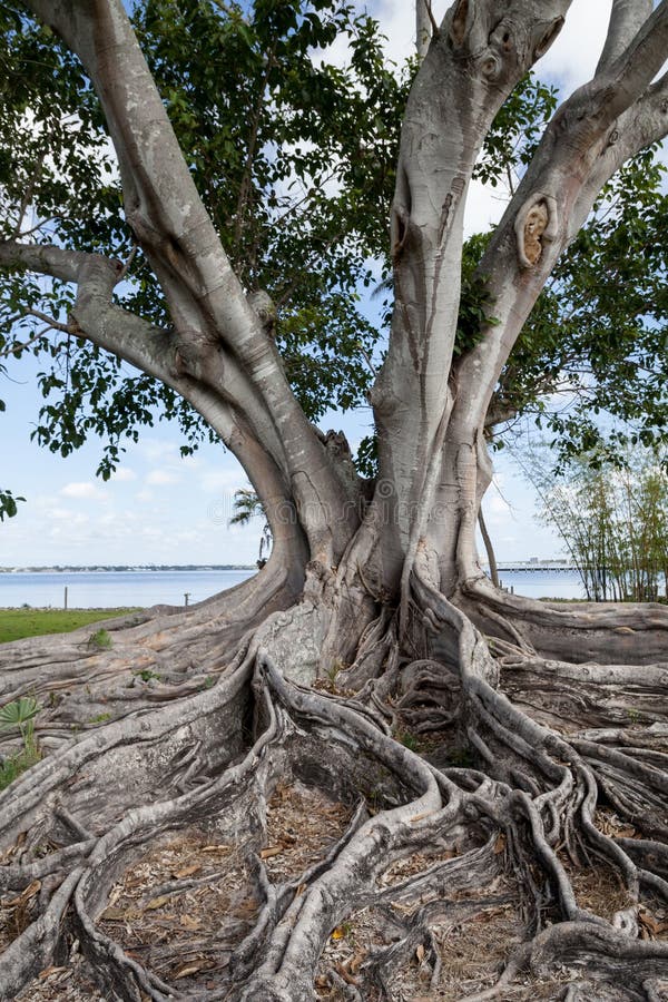 Brown Woolly Fig Tree Ficus Drupacea in Bonita Beach, Florida Stock ...