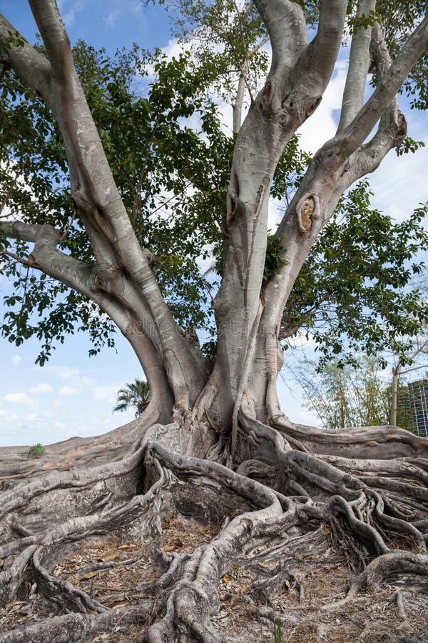 Brown Woolly Fig Tree Ficus Drupacea in Bonita Beach, Florida Stock ...