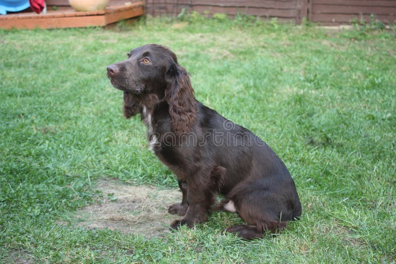 A Brown Working Type Cocker Spaniel Pet Gundog Sitting Stock Photo ...