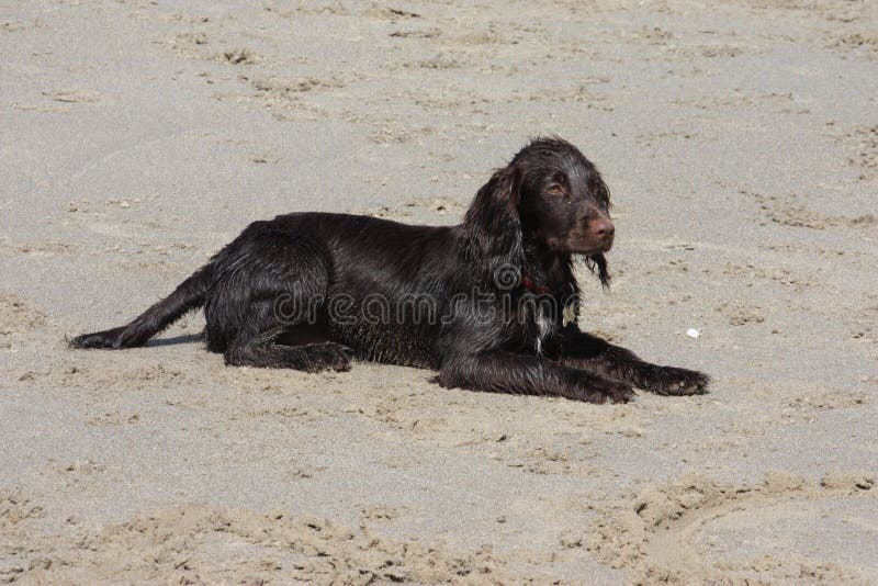 A Brown Working Type Cocker Spaniel Puppy Lying on a Sandy Beach Stock ...