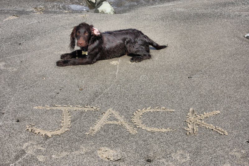 A Brown Working Type Cocker Spaniel Puppy Lying on a Sandy Beach Stock ...