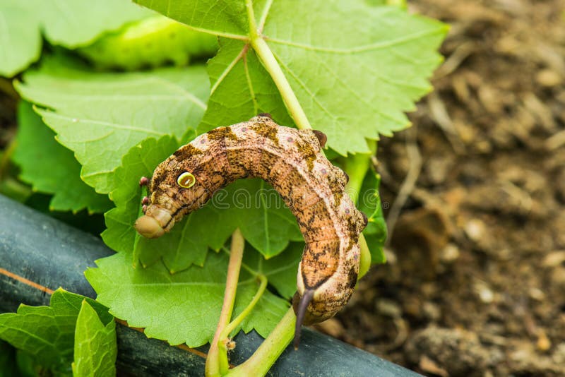 Brown worm. stock photo. Image of caterpillar, brown - 58468278