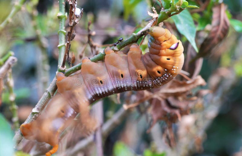Brown Worm Hang on To Eat Leaf Stock Photo - Image of food, pupation ...