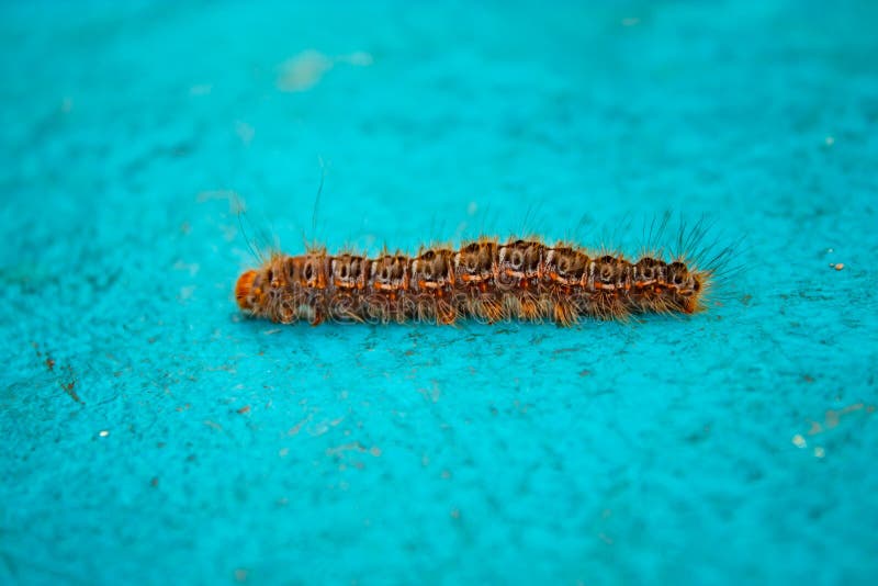 The Brown Worms on the Cement Floor. Stock Image - Image of larva ...