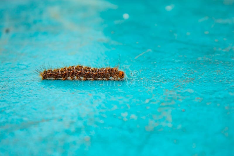 The Brown Worms on the Cement Floor. Stock Image - Image of larva ...