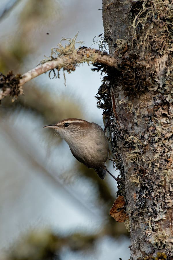 Brown Wren Perching on Tree Bark Stock Image - Image of vegetation ...