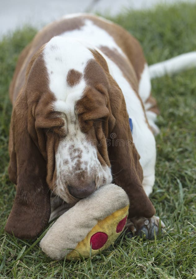 Brown Y Perro Manchado Blanco De Basset Hound Foto de archivo - Imagen ...