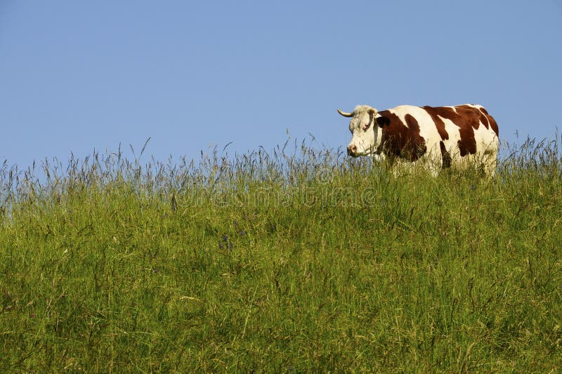 Brown Y Vaca Blanca En Col Rizada, Imagen de archivo - Imagen de flor ...