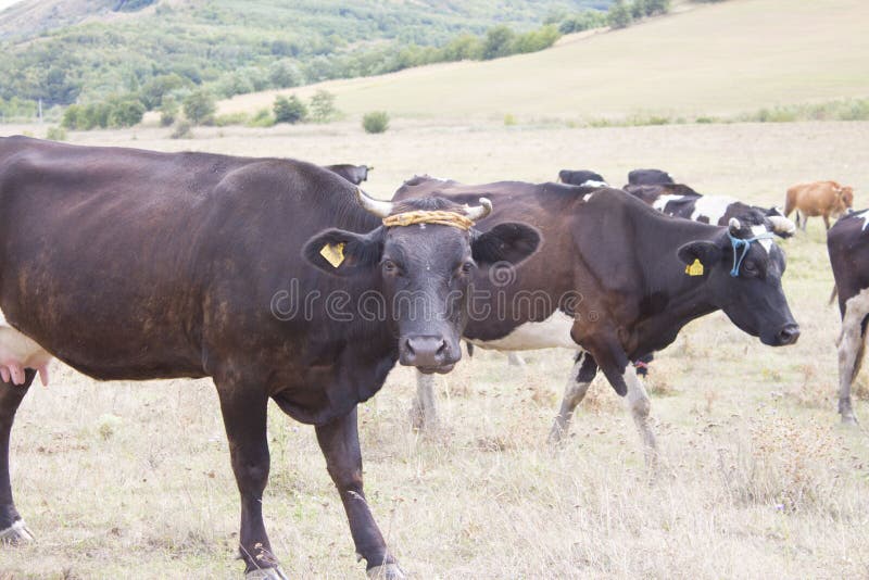 Brown Y Vacas Negras Que Pastan Foto de archivo - Imagen de mirada ...