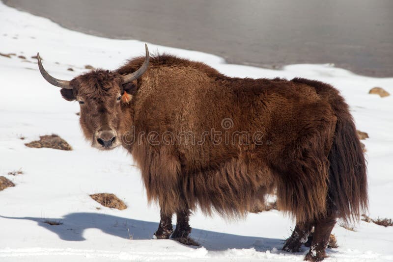 Yak in Himalayas stock photo. Image of expedition, mountain - 1536790