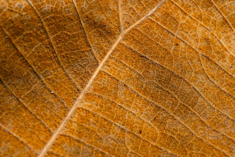 Surface Dry Brown Leaf Texture Stock Photo - Image of autumn, botany ...