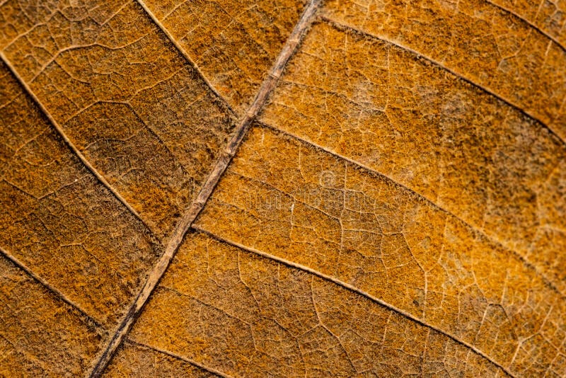 Surface Dry Brown Leaf Texture Stock Image - Image of cell, ecological ...