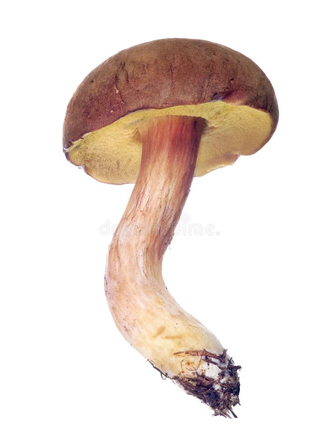 Brown and Yellow Bolet on White Stock Photo - Image of natural, boring ...