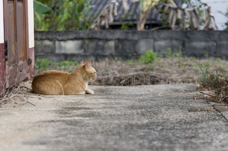 Brown and Yellow Cat are Squat on the Floor Stock Image - Image of hair ...