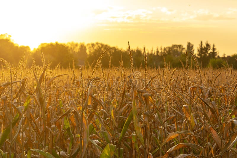 Brown-yellow Corn Field at Autumn Sunset Stock Photo - Image of mays ...