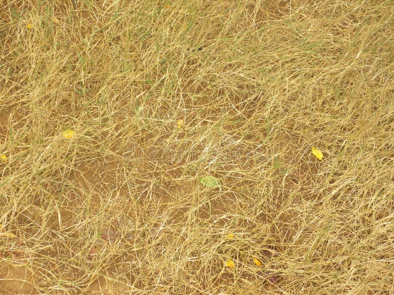 Dead Grass Texture Seamless Photos - Free & Royalty-Free Stock Photos ...