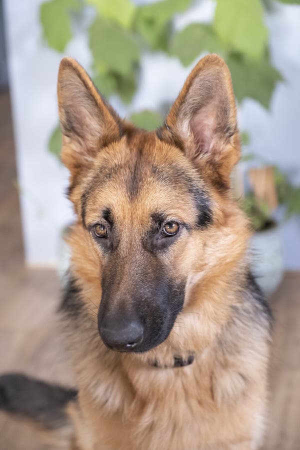 Brown and Yellow German Shepherd Dog Close Up Portrait Stock Image ...