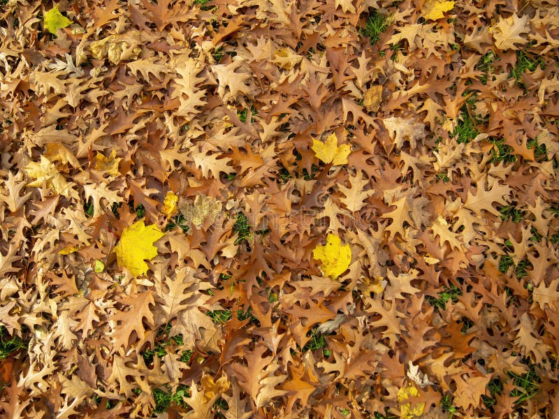 Brown and Yellow Leaves on the Ground Stock Image - Image of nature ...