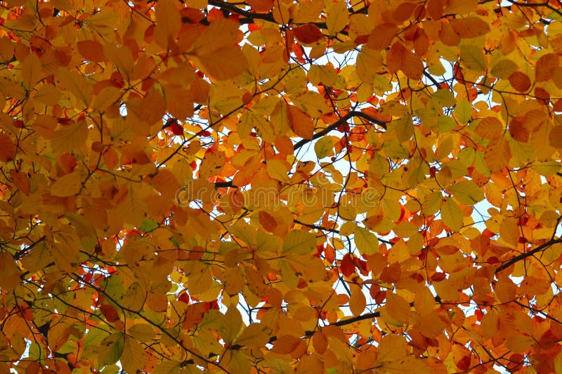 Brown and yellow leaves stock photo. Image of leaf, beautiful - 193468980