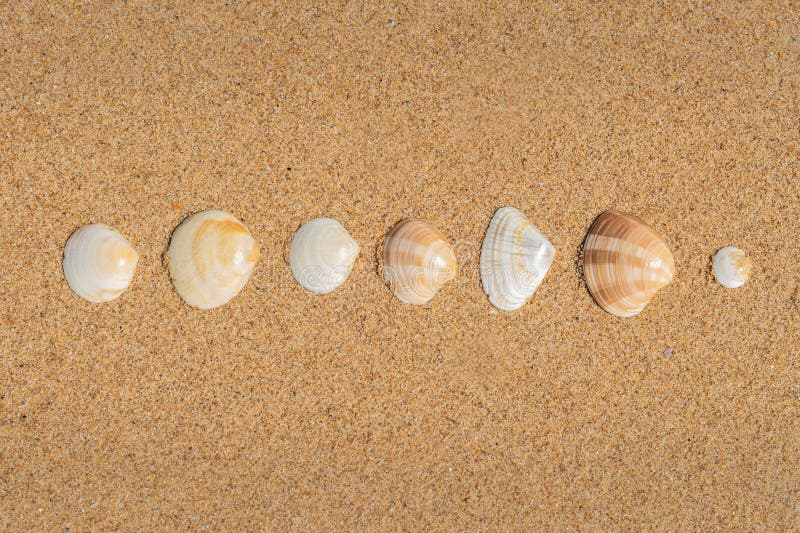 Brown and Yellow Patterned Shells on a Beach Laying on Golden Sand ...