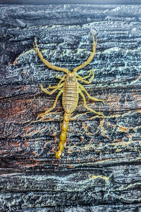 241 Scorpion Worm Stock Photos - Free & Royalty-Free Stock Photos from ...