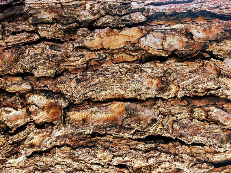 A tree brown bark texture stock image. Image of textured - 115648555
