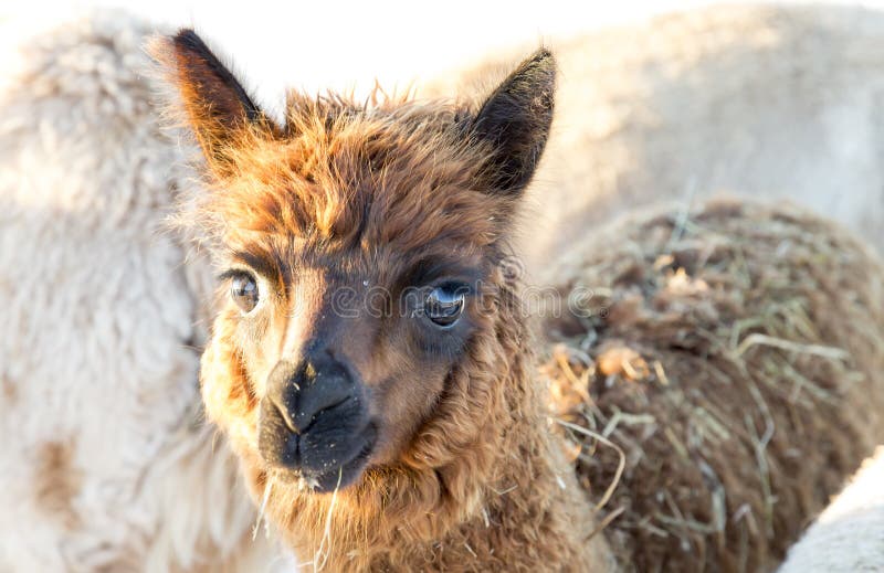 Brown Young Alpaca stock photo. Image of small, brown - 63360004