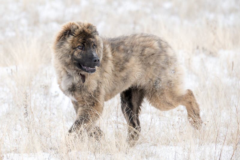 Brown Young Beautiful Asian Shepherd Stock Image - Image of central ...